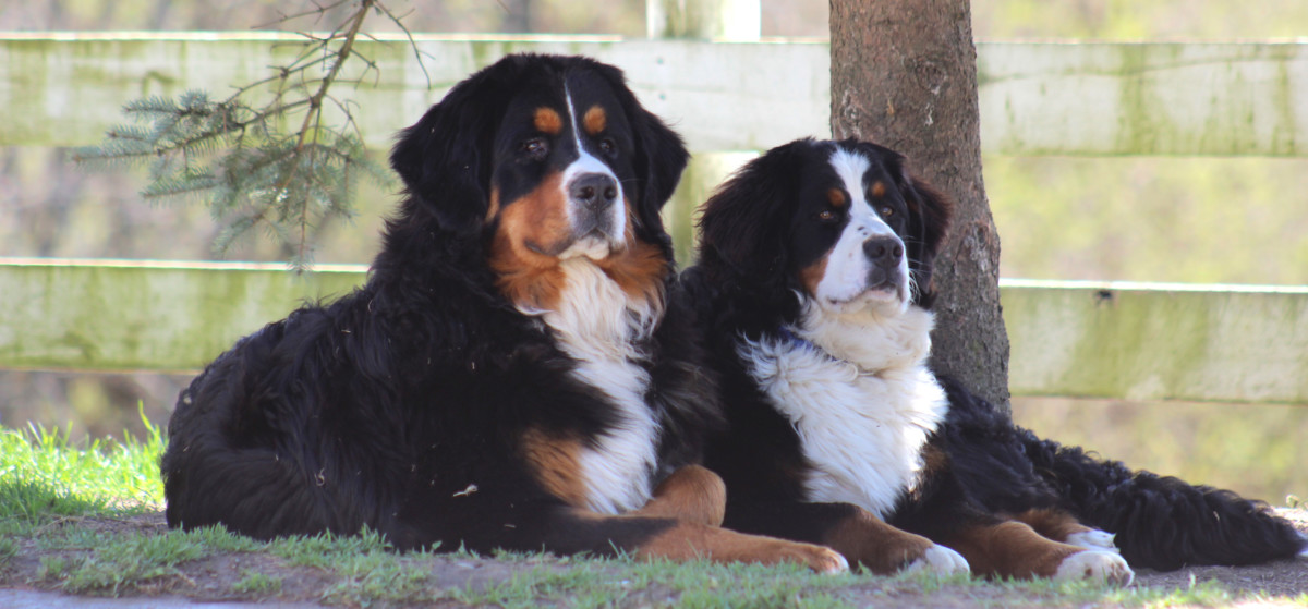 Gallery - Highland Meadow Bernese and Corgis