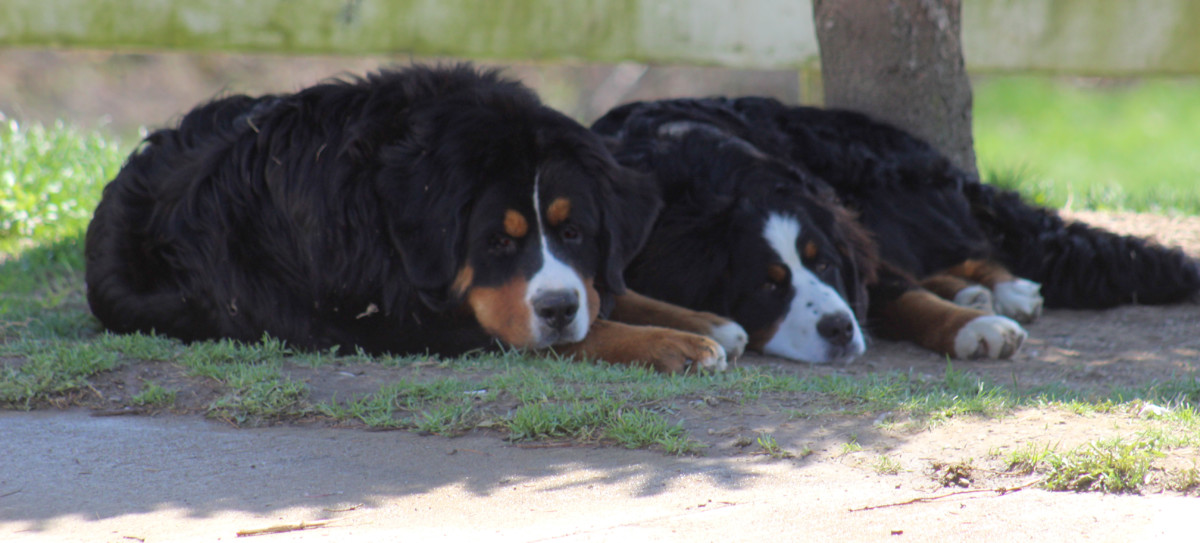 Gallery - Highland Meadow Bernese and Corgis