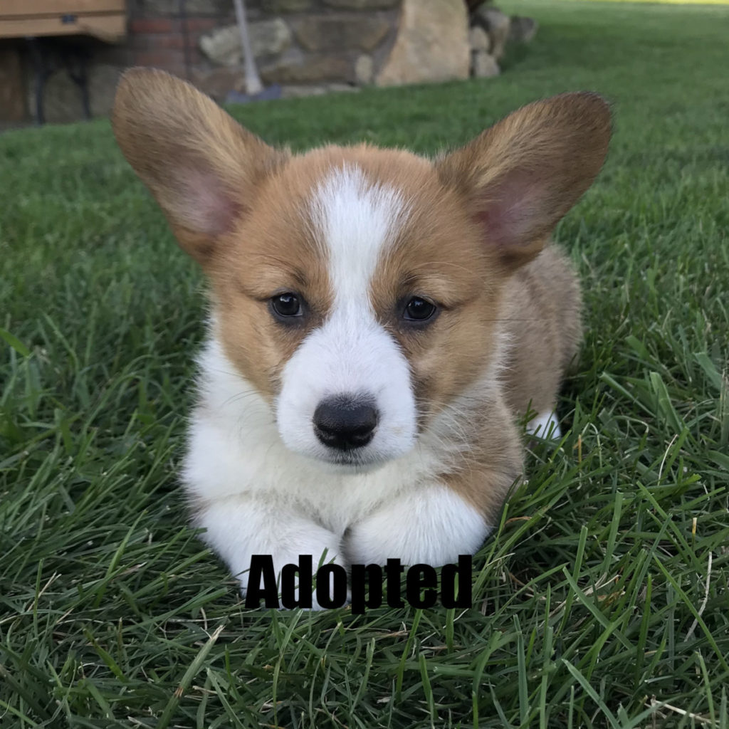 Corgi Puppies - Highland Meadow Bernese and Corgis